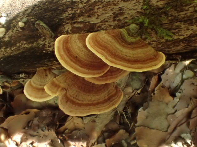 Stereum du hêtre - Janvier 2019 - Association Botanique et Mycologique ...