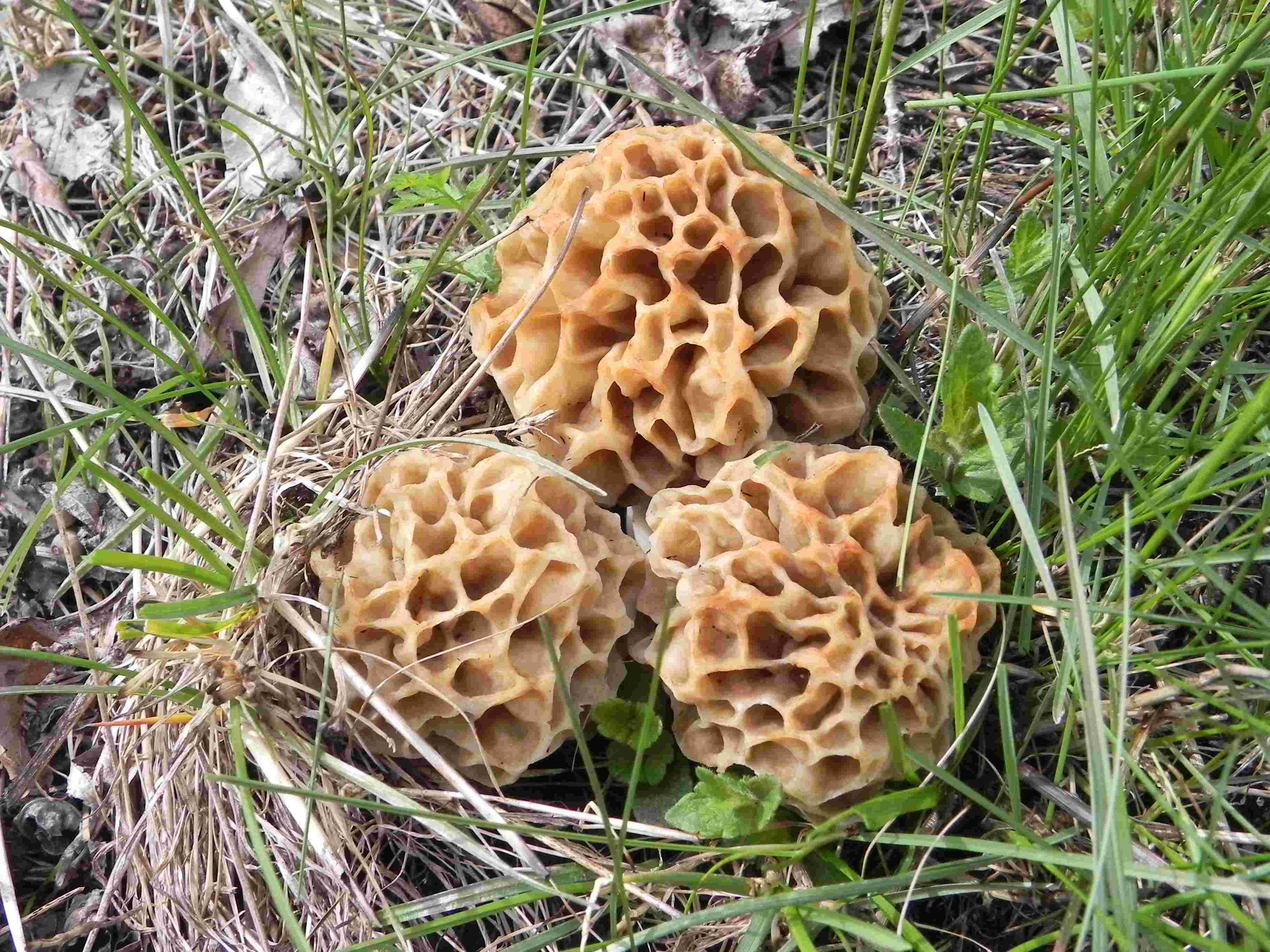 Morchella esculenta - Avril 2019 - Association Botanique et Mycologique ...