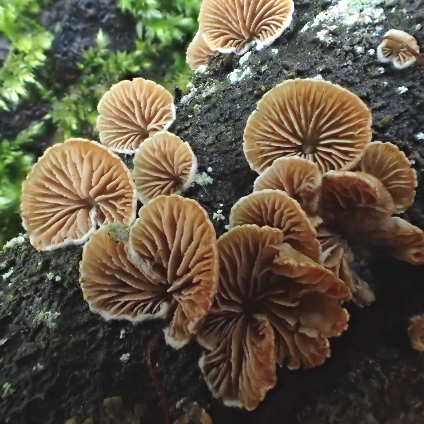 Crepidotus cesatii - Janvier 2020 - Association Botanique et ...
