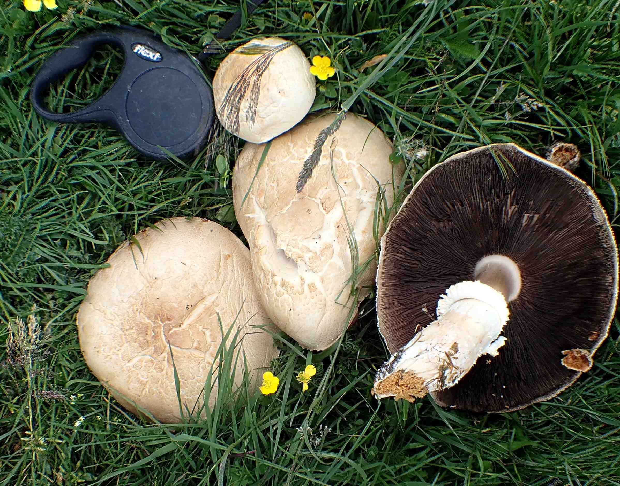 Agaricus albertii - Juin 2020 - Association Botanique et Mycologique ...