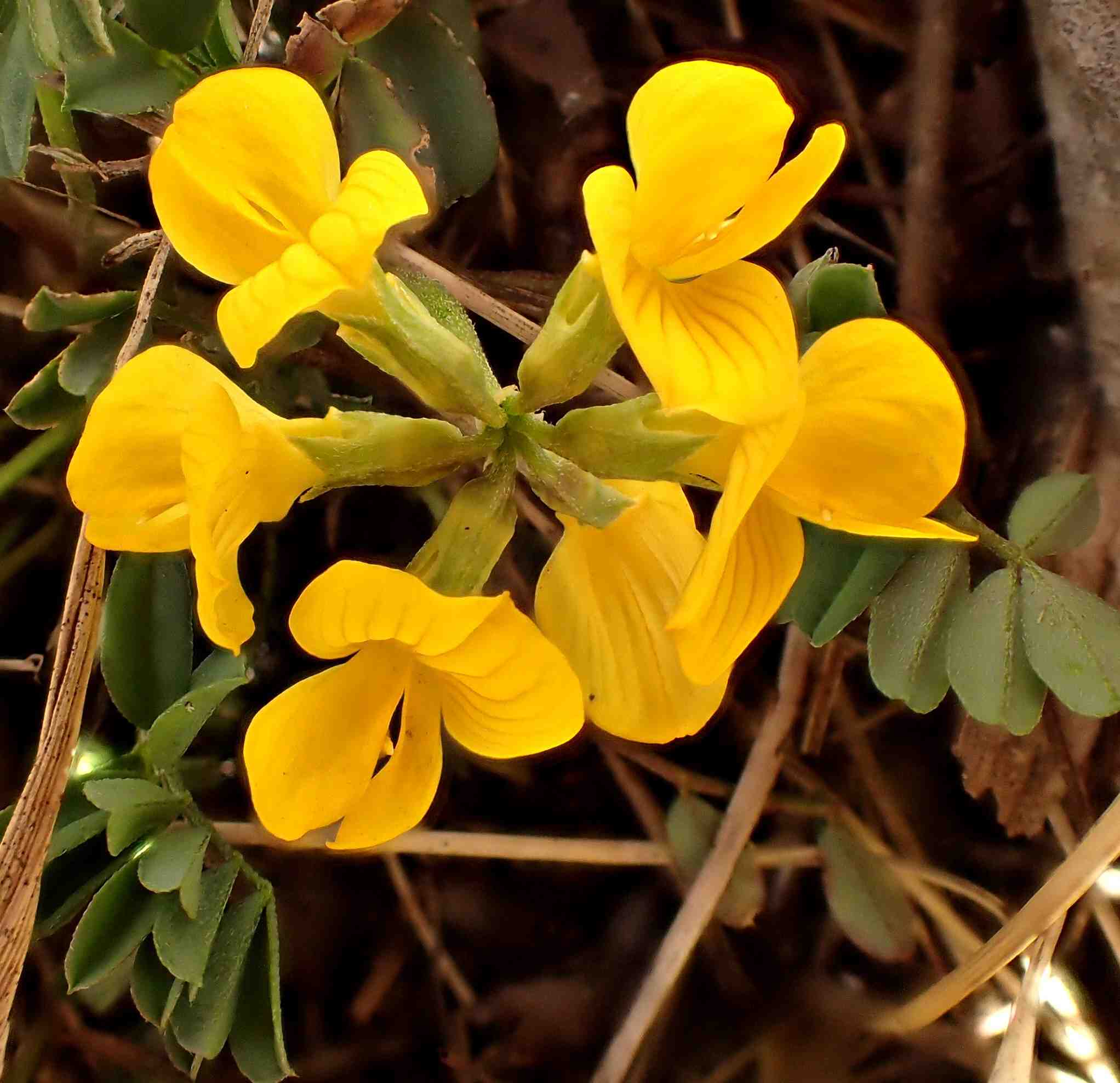 Hippocrepis comosa - Avril 2021 - Association Botanique et Mycologique ...