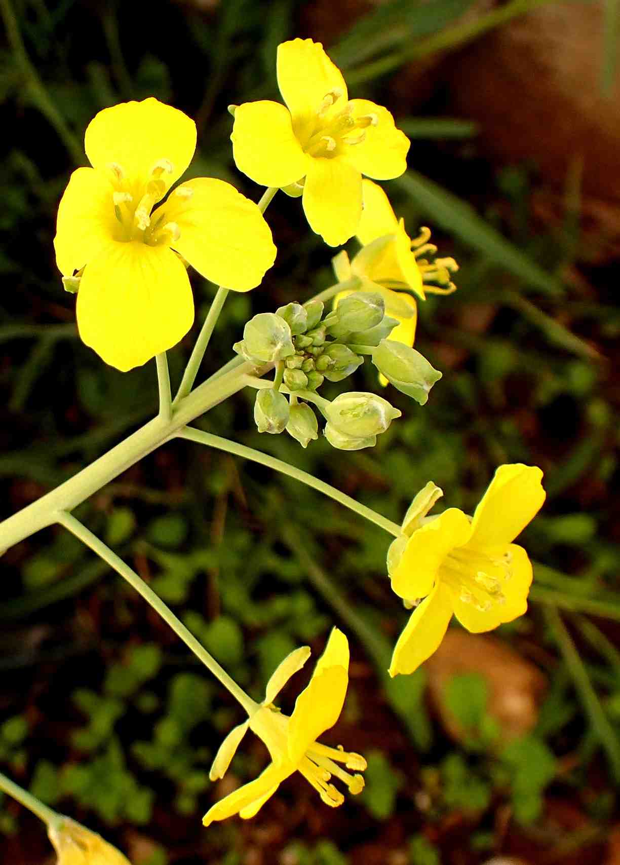 Diplotaxis tenuifolia - Novembre 2021 - Association Botanique et ...